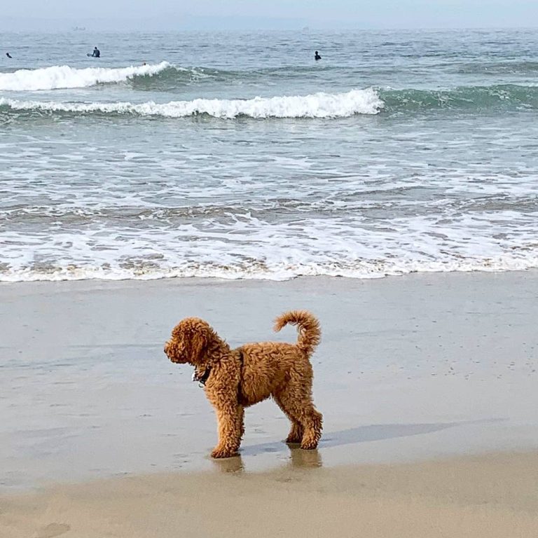 Ocean Beach: What You Need to Know - Wandering California