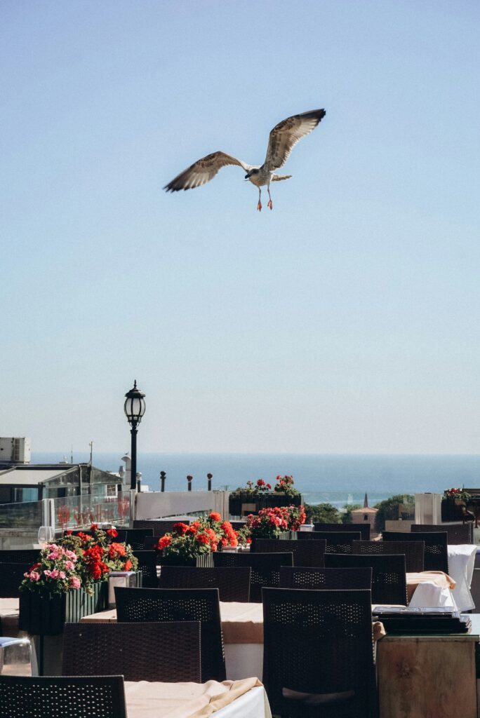 9 Best Waterfront Restaurants in Coronado Island - Wandering California